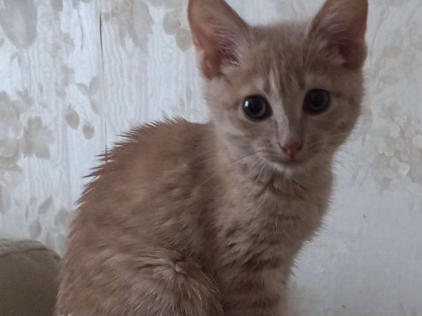 Котята в добрые руки бесплатно