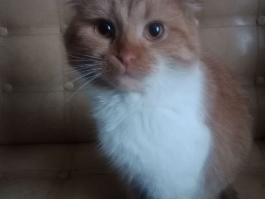Спасите кота пожалуйста