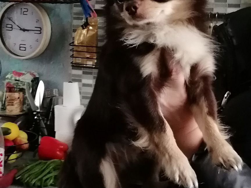 Маленькая собака