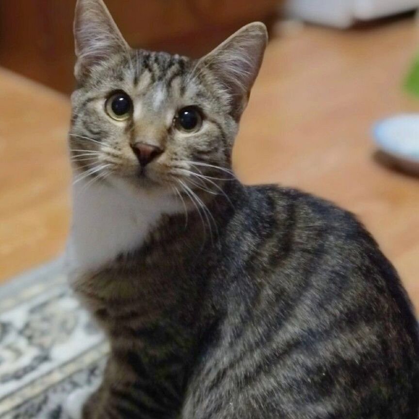 Самый ласковый мальчик ищет дом