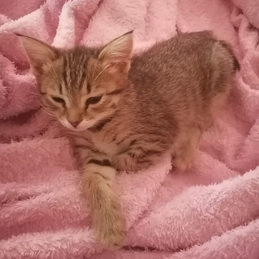 Котёнок в добрые руки