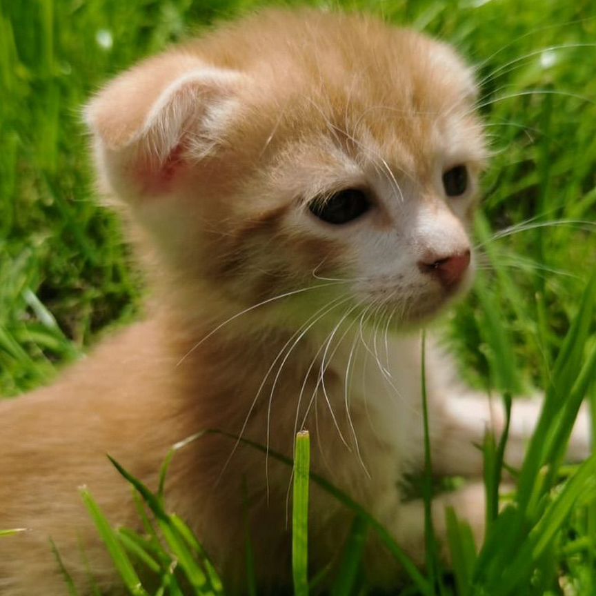 Отдам бесплатно котят