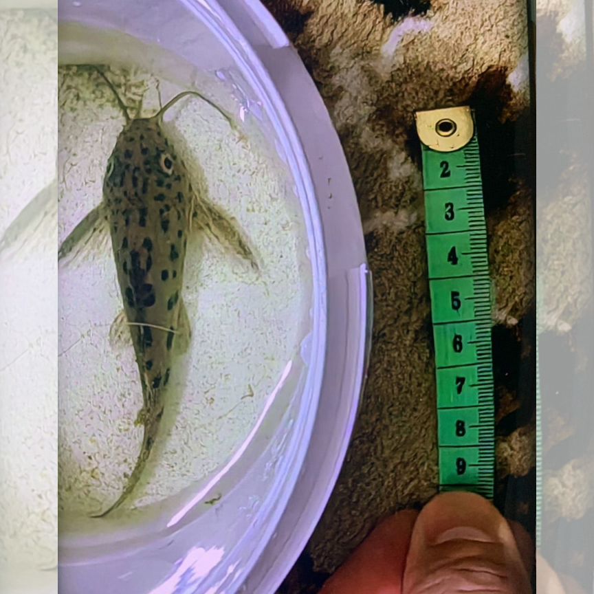 Сомик синодонтис