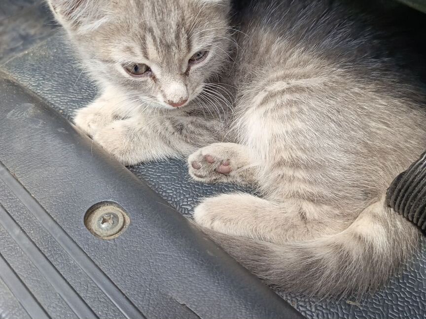 Найден котёнок на дороге