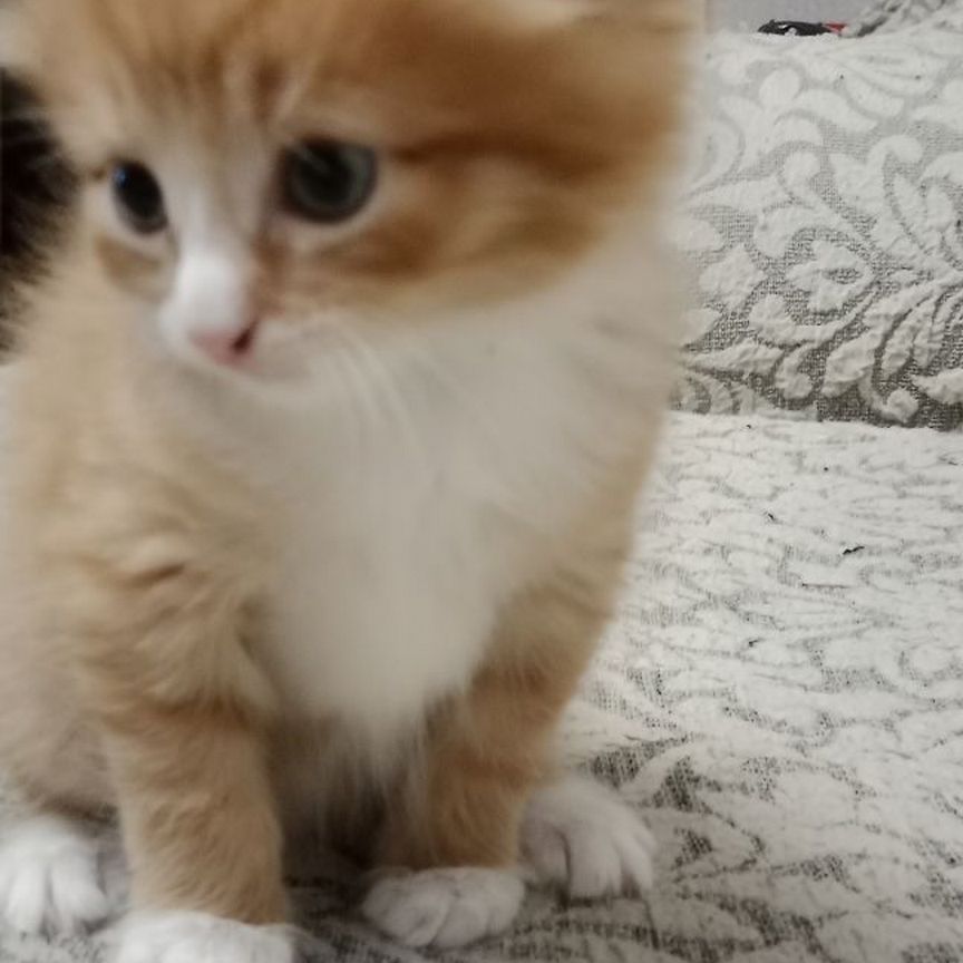 Котёнок в добрые руки