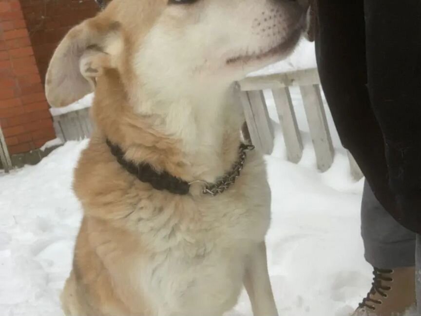 Собака девочка