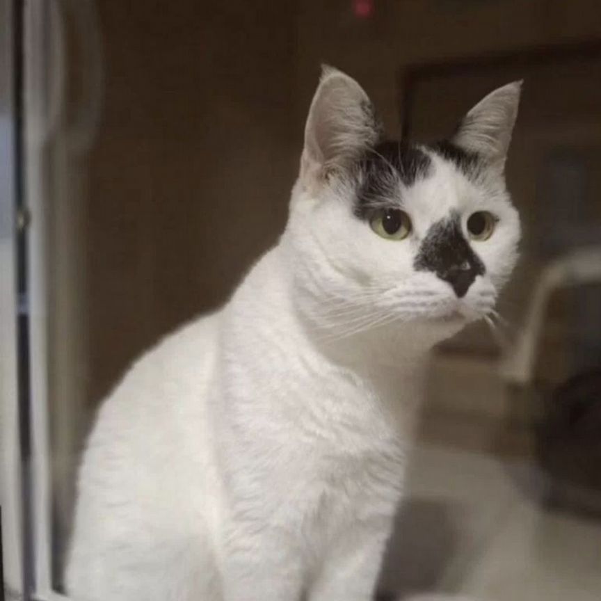 Одинокий котик грустит в приюте