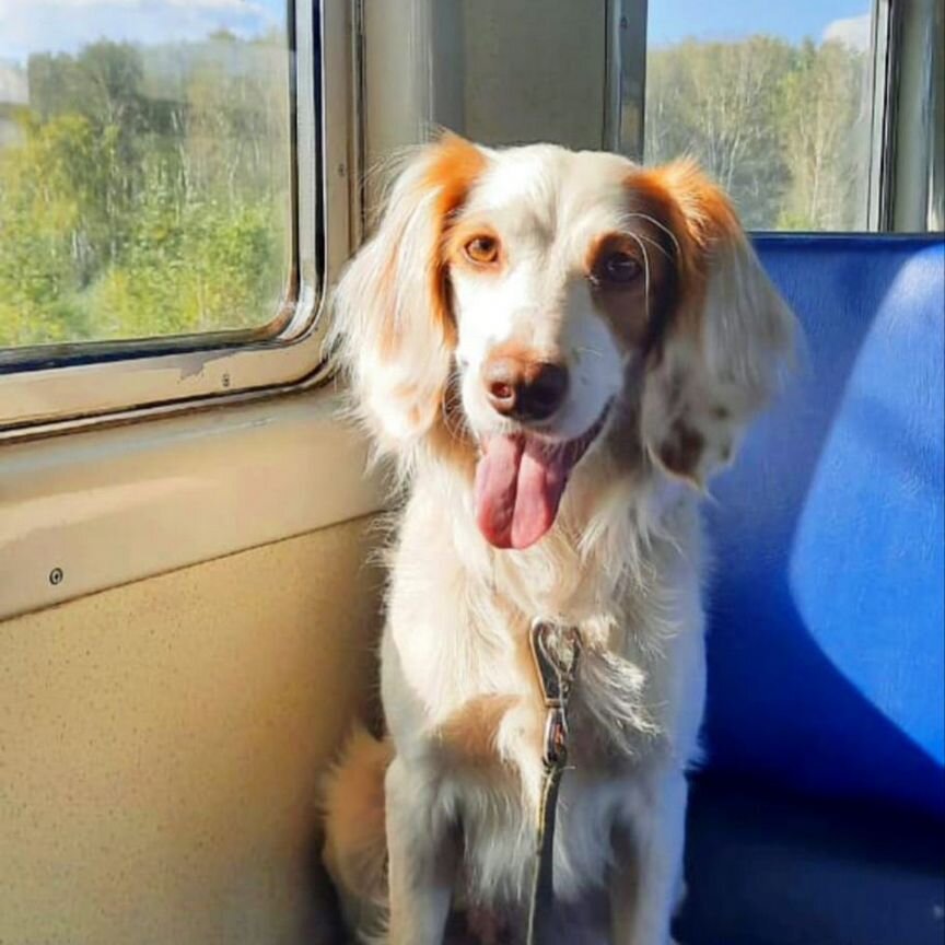 Очень энергичный спаниэль Бимка ищет дом