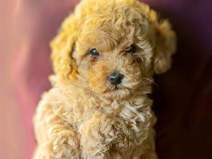 Золотые детки Мальти Пу. Рассрочка/обмен