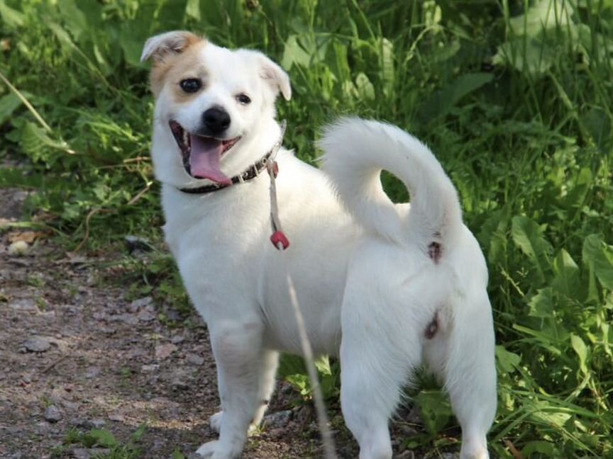 Собачка метис Джек-рассела