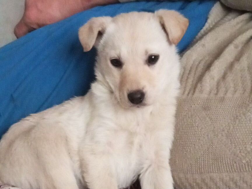 Щенок в добрые руки бесплатно маленькая порода