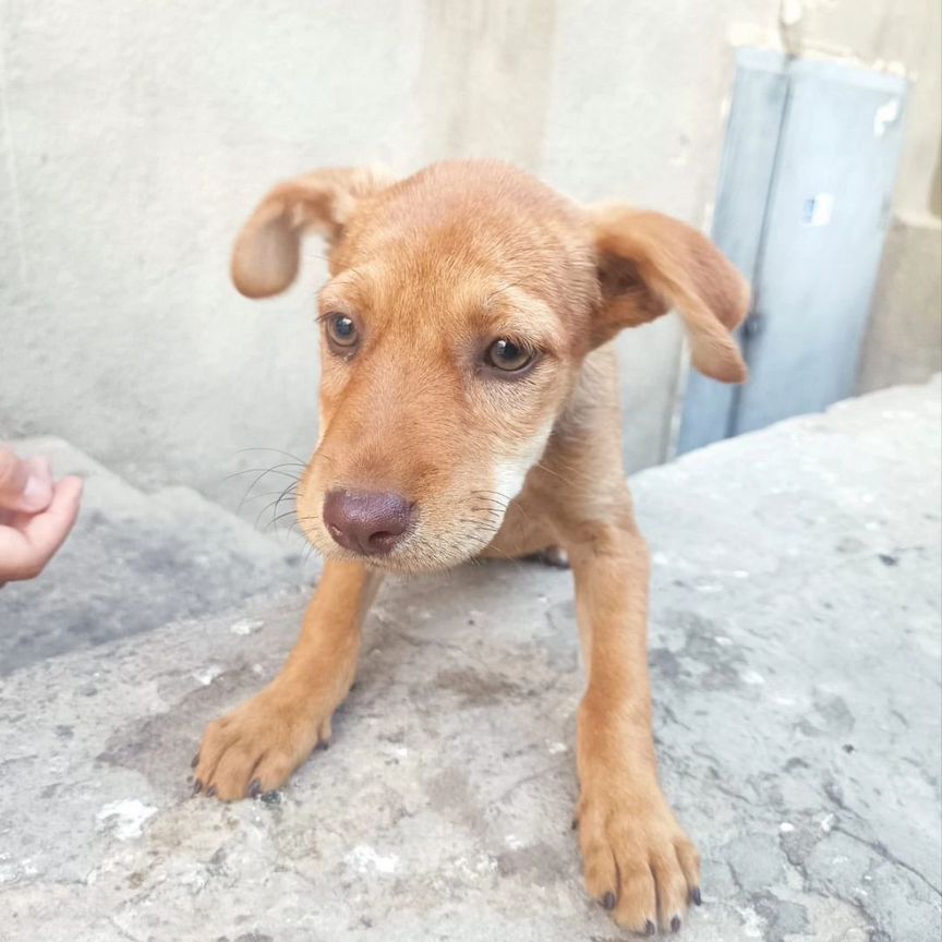 Красивого щенка выбросили на смерть