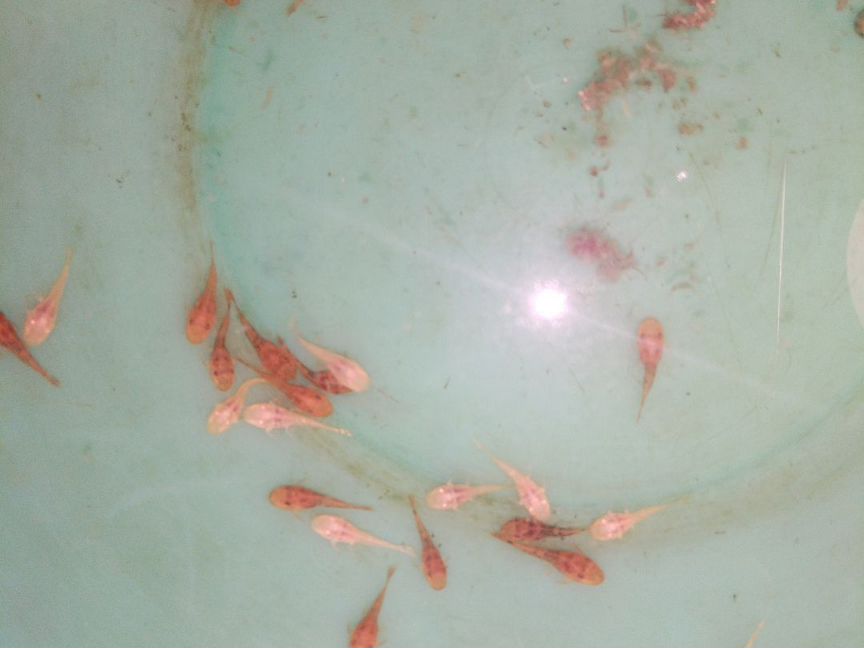 Сомики анцитру черные белые тигровые все в описани