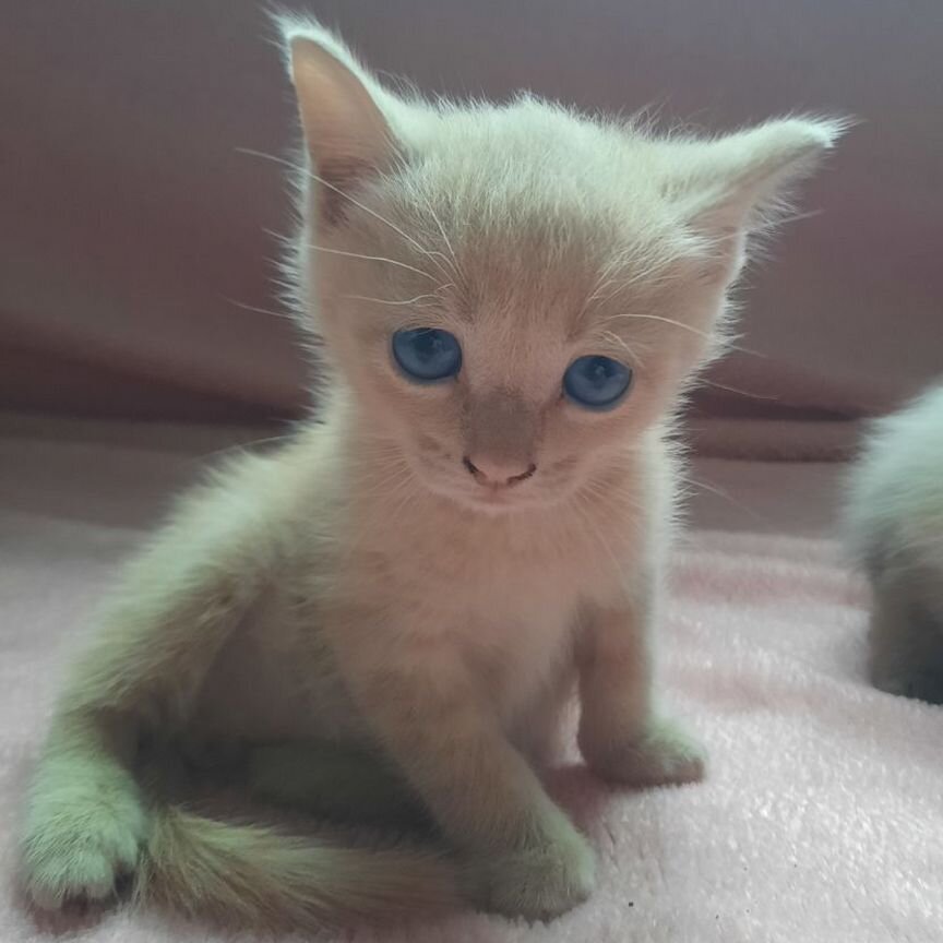Котята