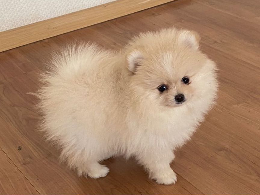 Мини девочка померанского шпица, Оливия