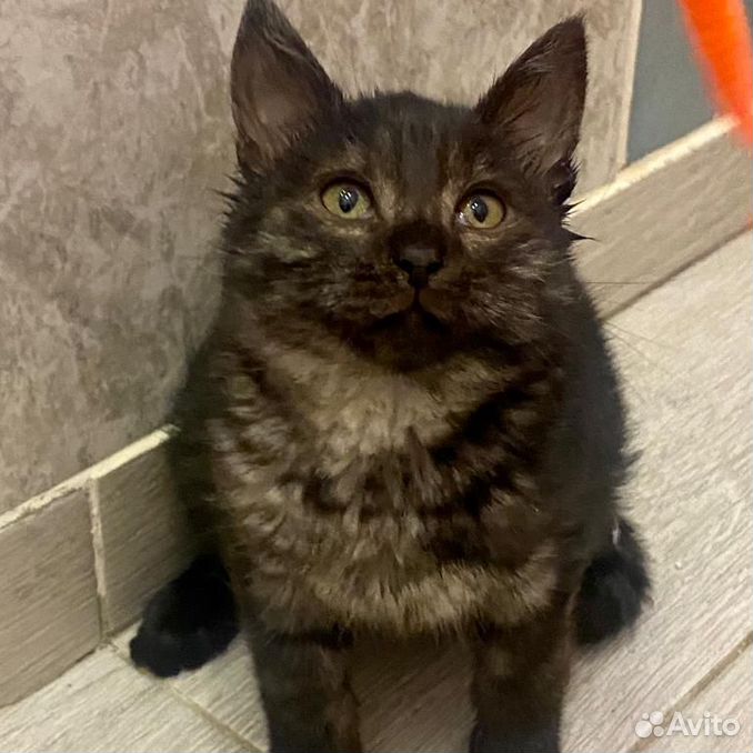 Котёнок необычного окраса ждёт хозяев