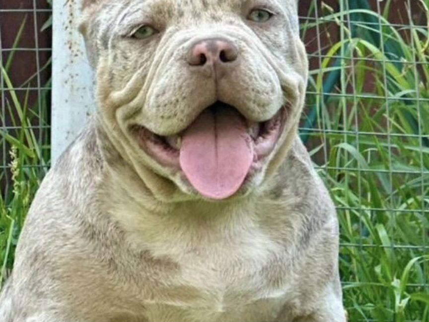 Американский булли девчонка