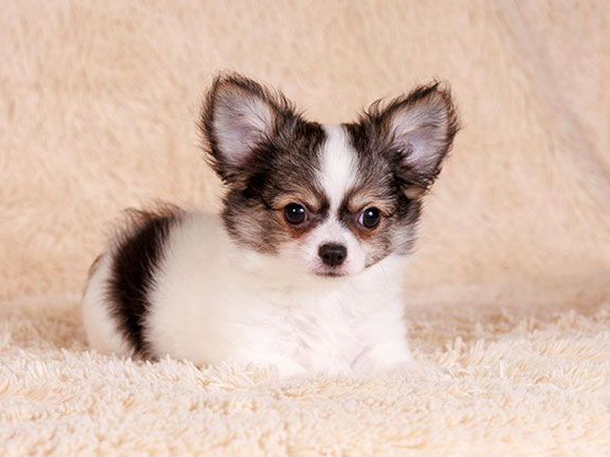 Чихуахуа д/ш мальчик