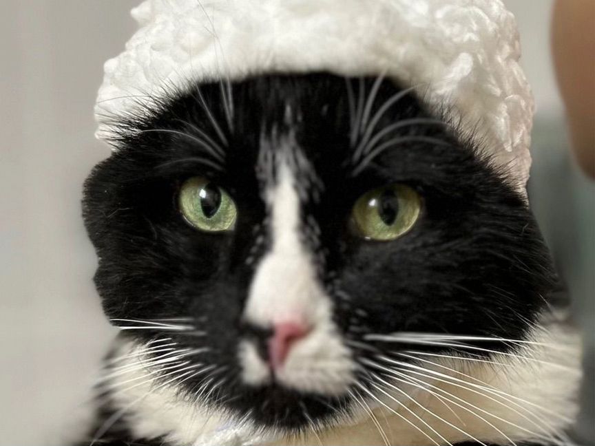 Кошечка ищет дом