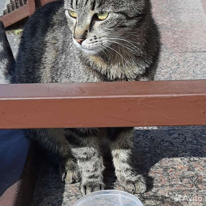 Ласковая кошечка шпротик