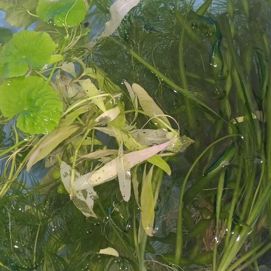 Аквариумные растения