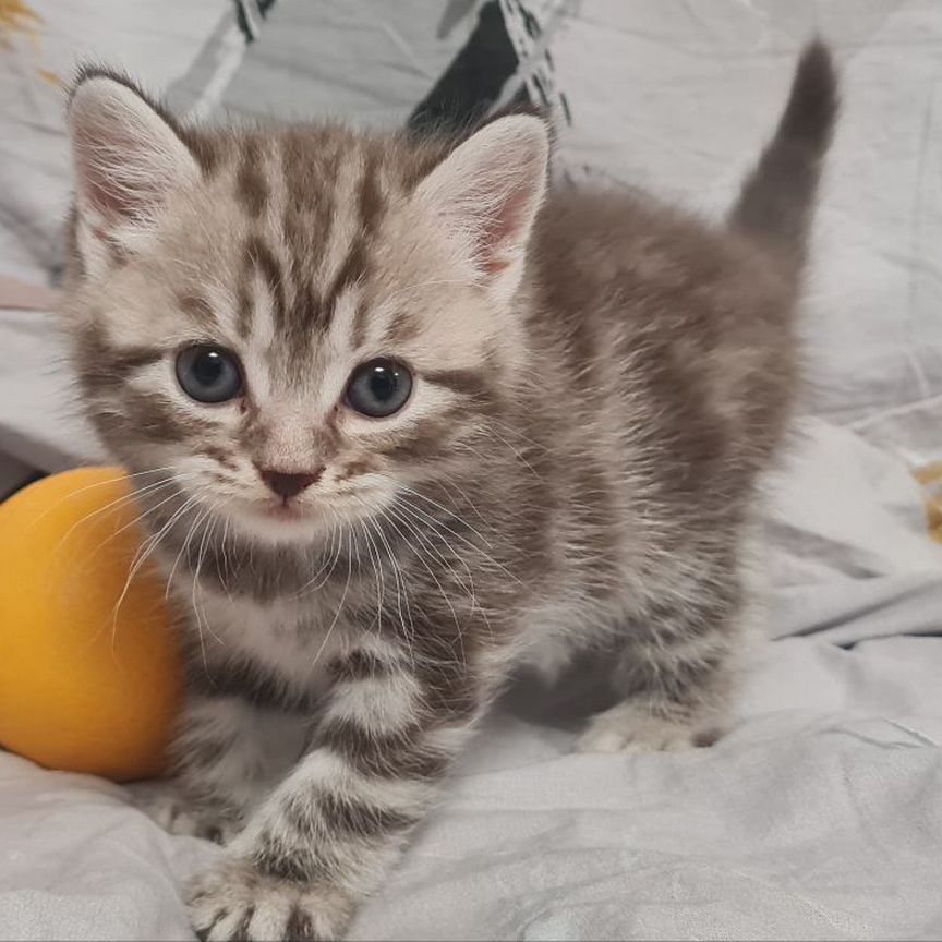 Шотландский прямоухий короткошёрстный котёнок