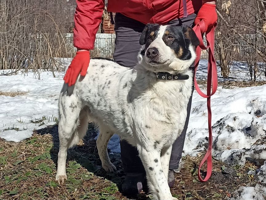 Джек терпеливо ждет