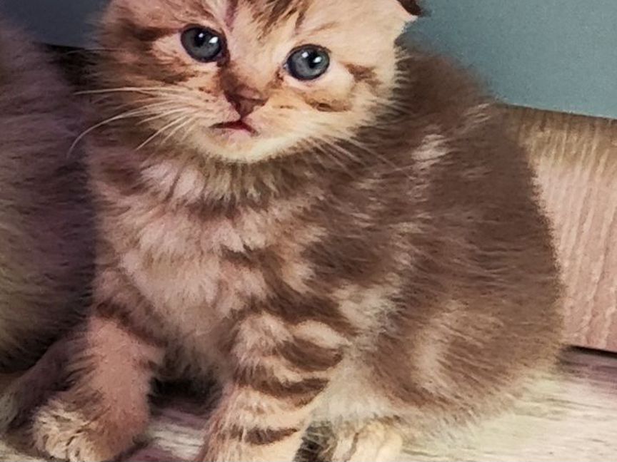 Шотландские котята