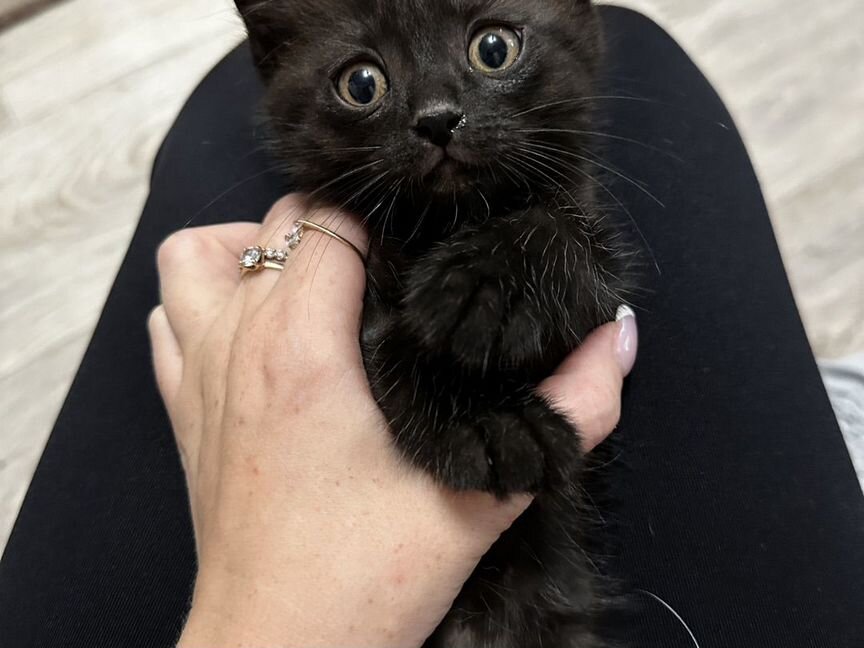 Котятки
