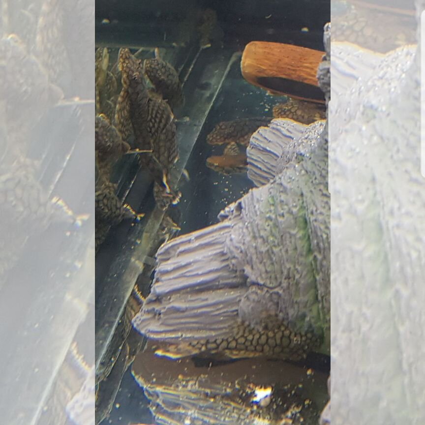 Анцитрус Медовые соты