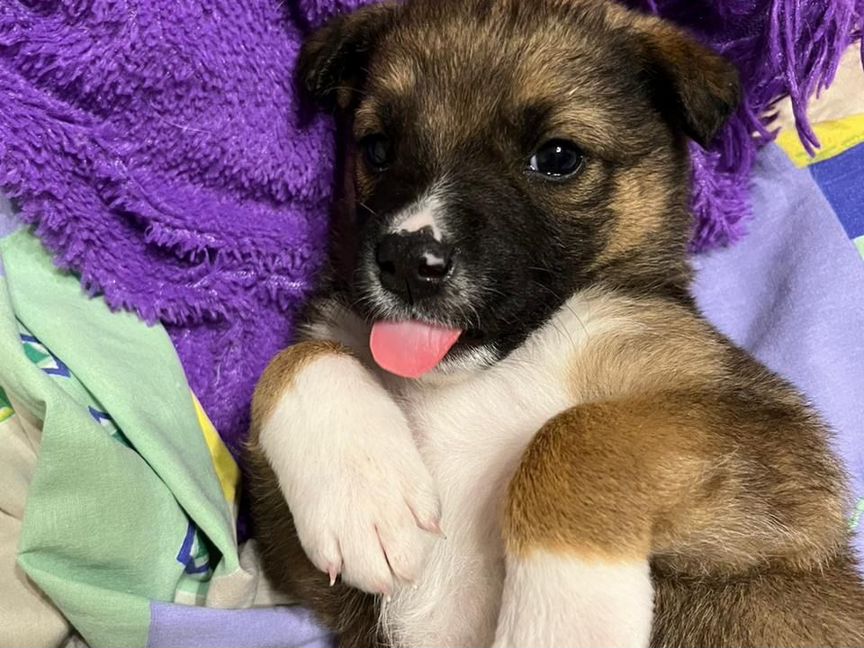 Пушистые карапузы