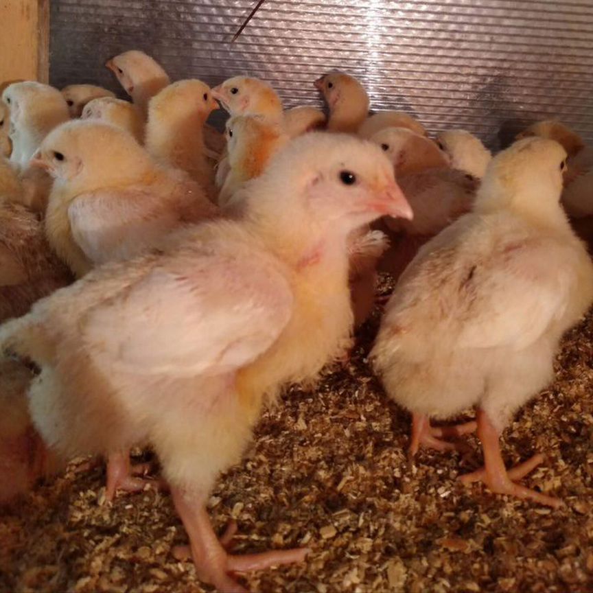 Цыплята бройлеры