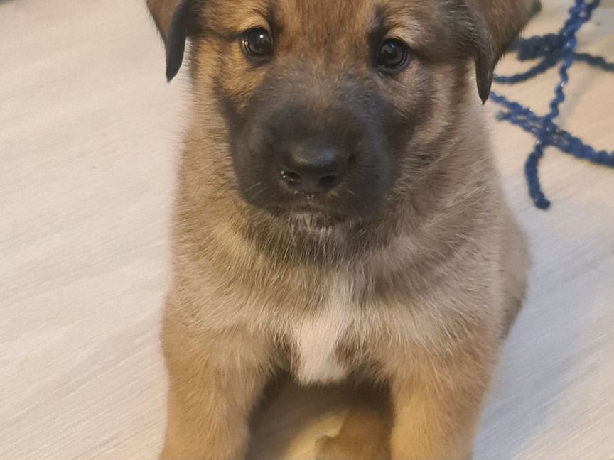 Щенки бесплатно