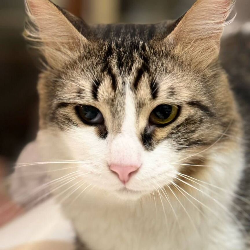 Котик в добрые руки