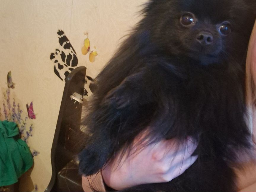 Вязка собак шпиц