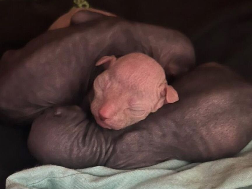 Канадский сфинкс котенок