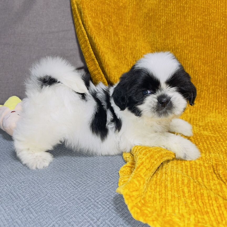 Очаровандели