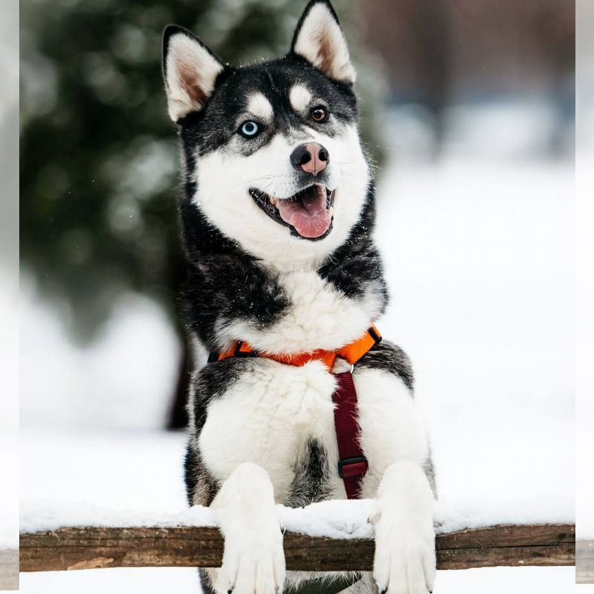 Лайка, взрослый пёс