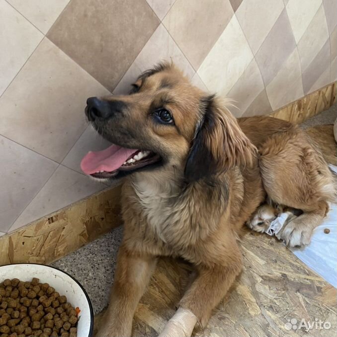 Красавица Адель ищет дом