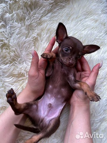 Милый путешественник "Пончик" Той терьер. Мальчик