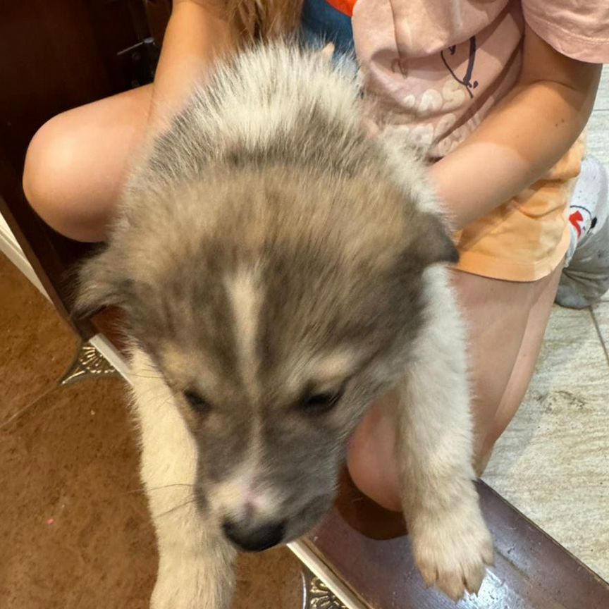 Восточно сибирская лайка