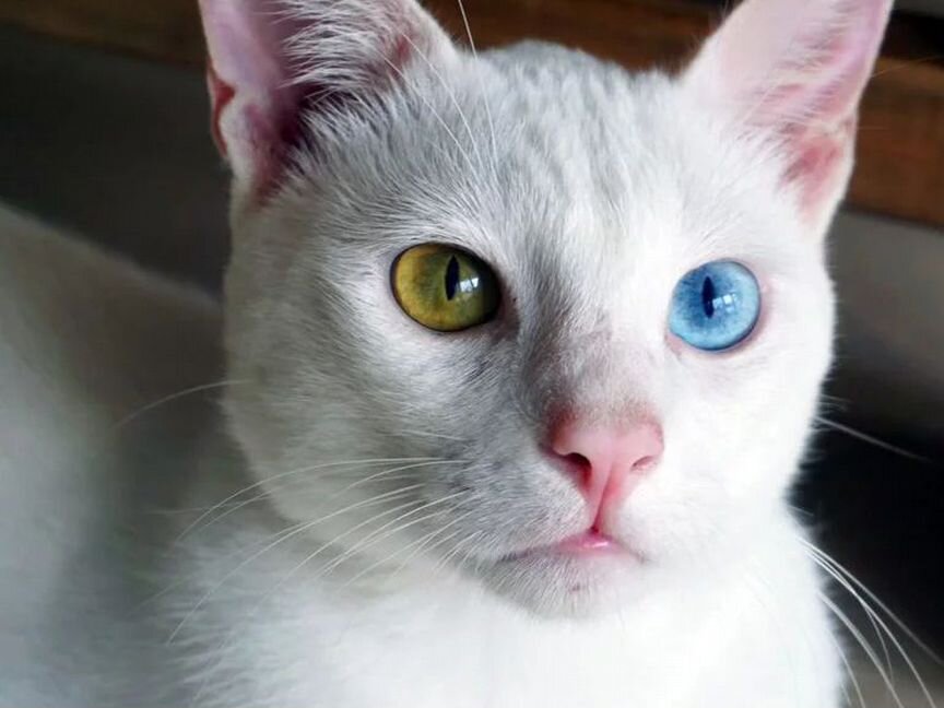 Кошка" Као Мани"