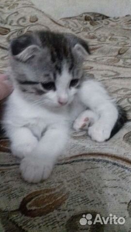 Котята в добрые руки бесплатно