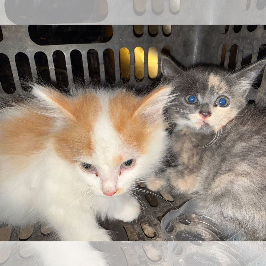 Котёнок в добрые руки