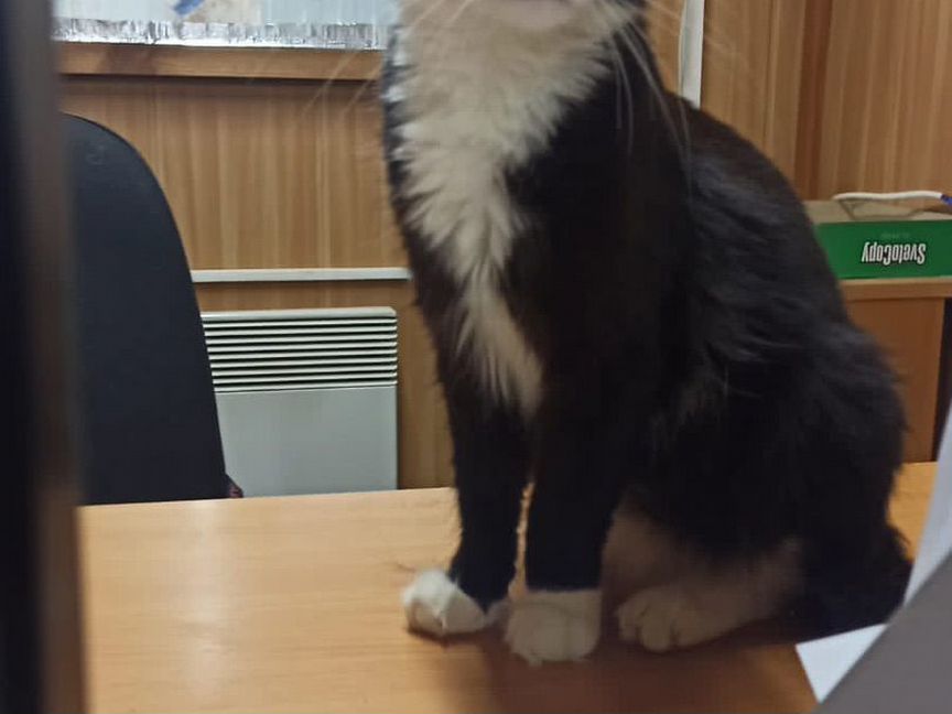 Молодая кошечка ищет дом