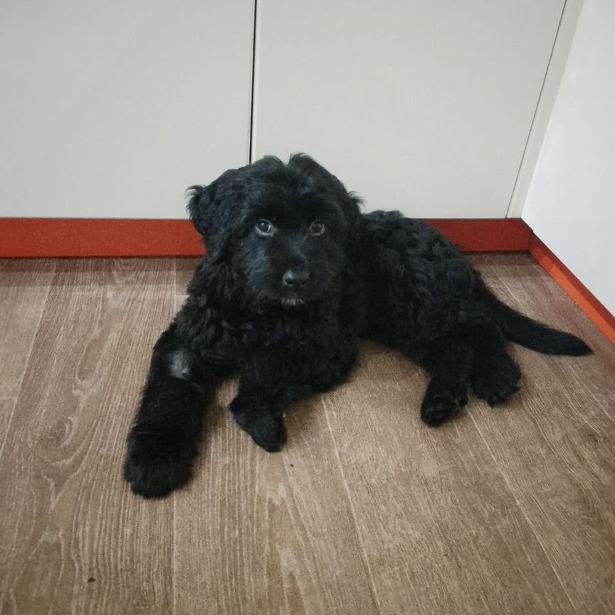 Щенки шнауцер