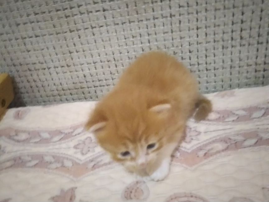 Котята мейн-кун