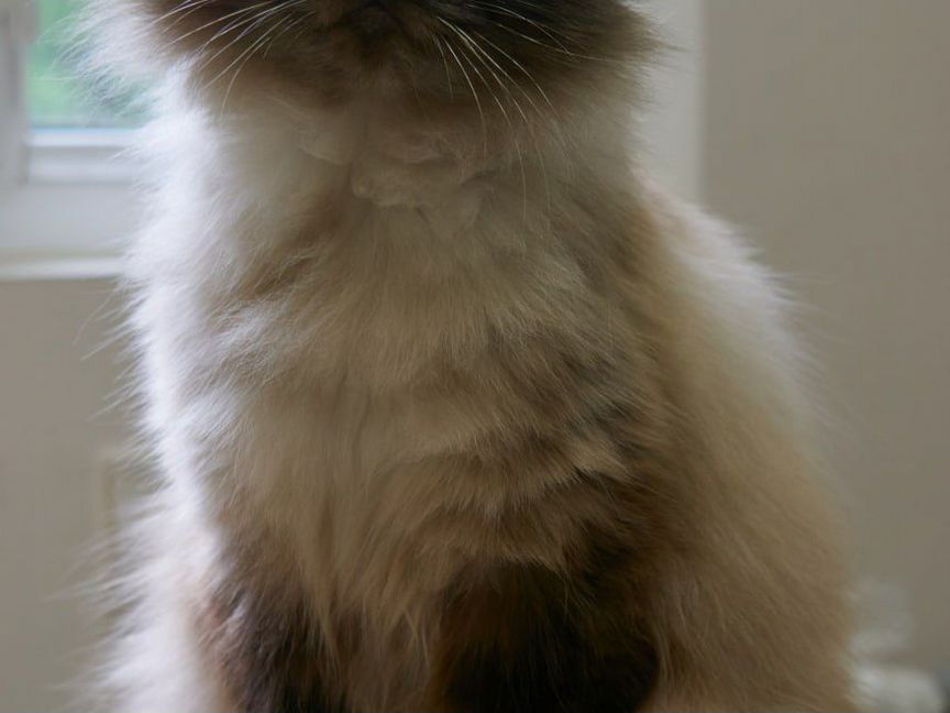 Кошка в добрые руки