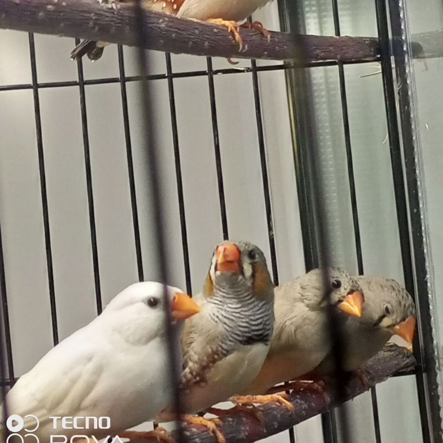 Зебровые амадины
