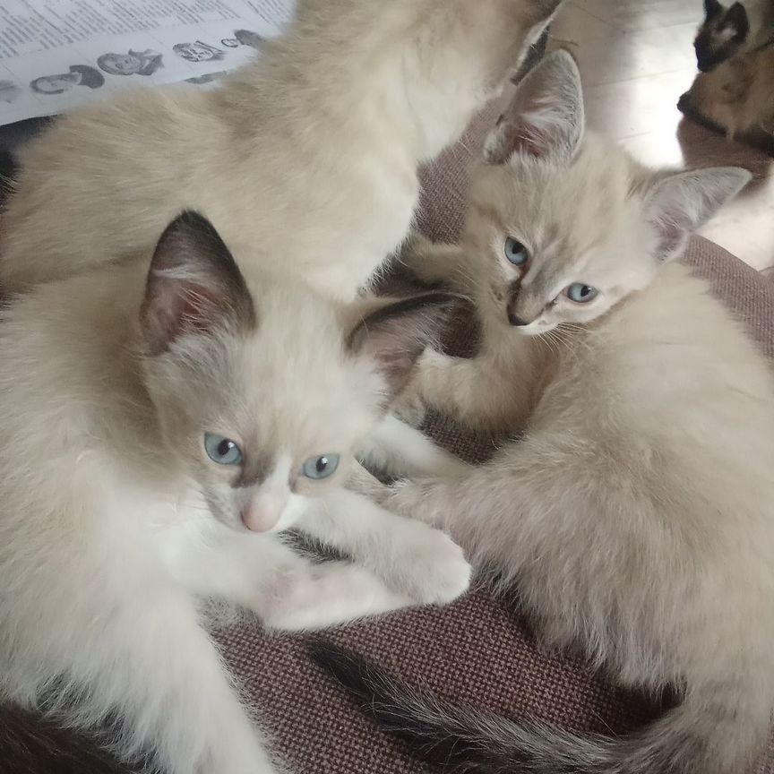 Сиамский котёнок